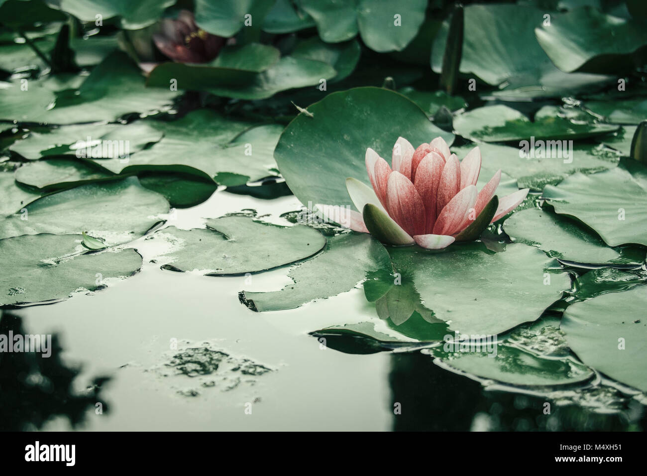 pink aquatic flower floating on a lake with leaves Stock Photo - Alamy