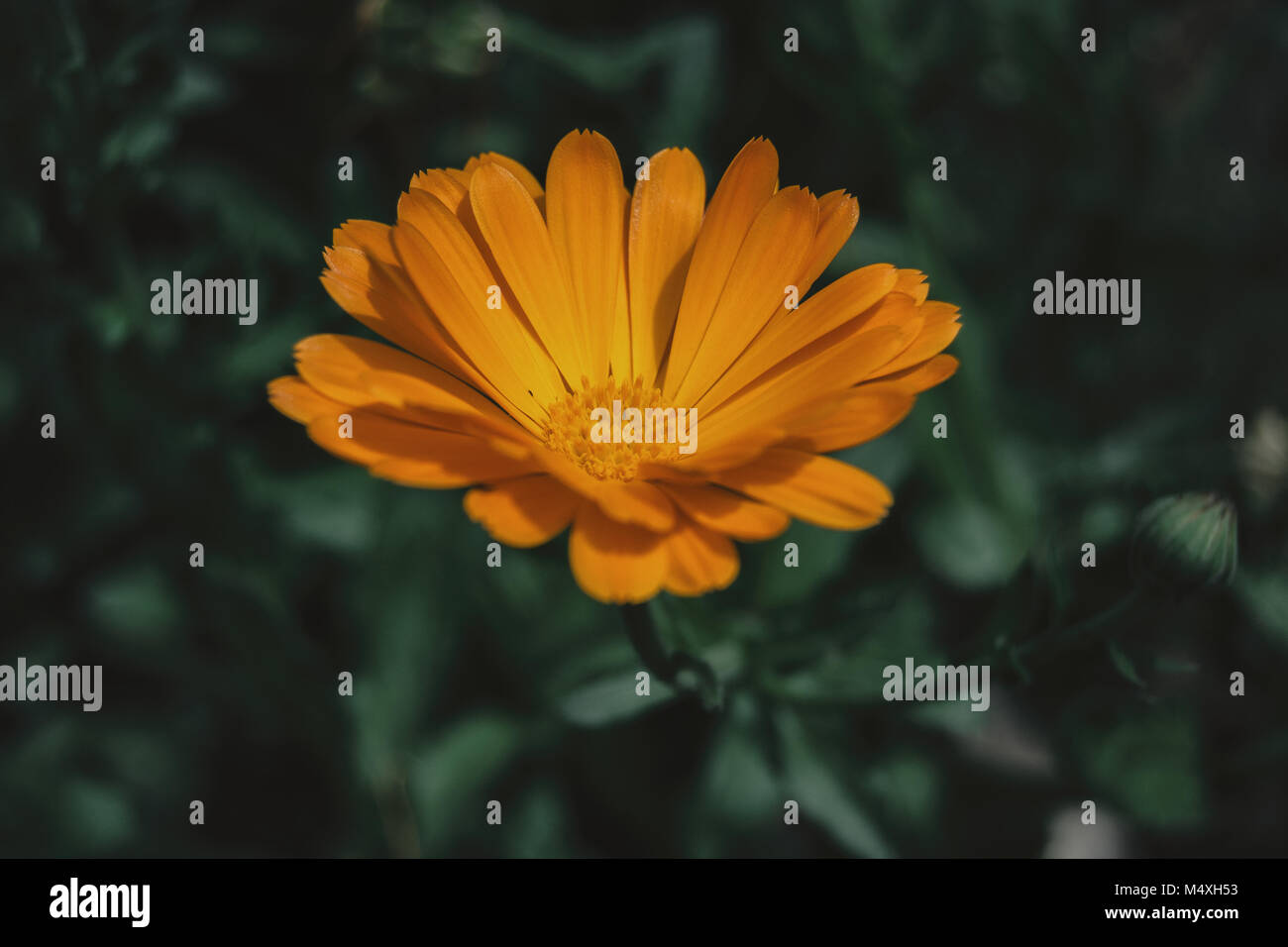 a single orange flower of calendula officinalis Stock Photo - Alamy
