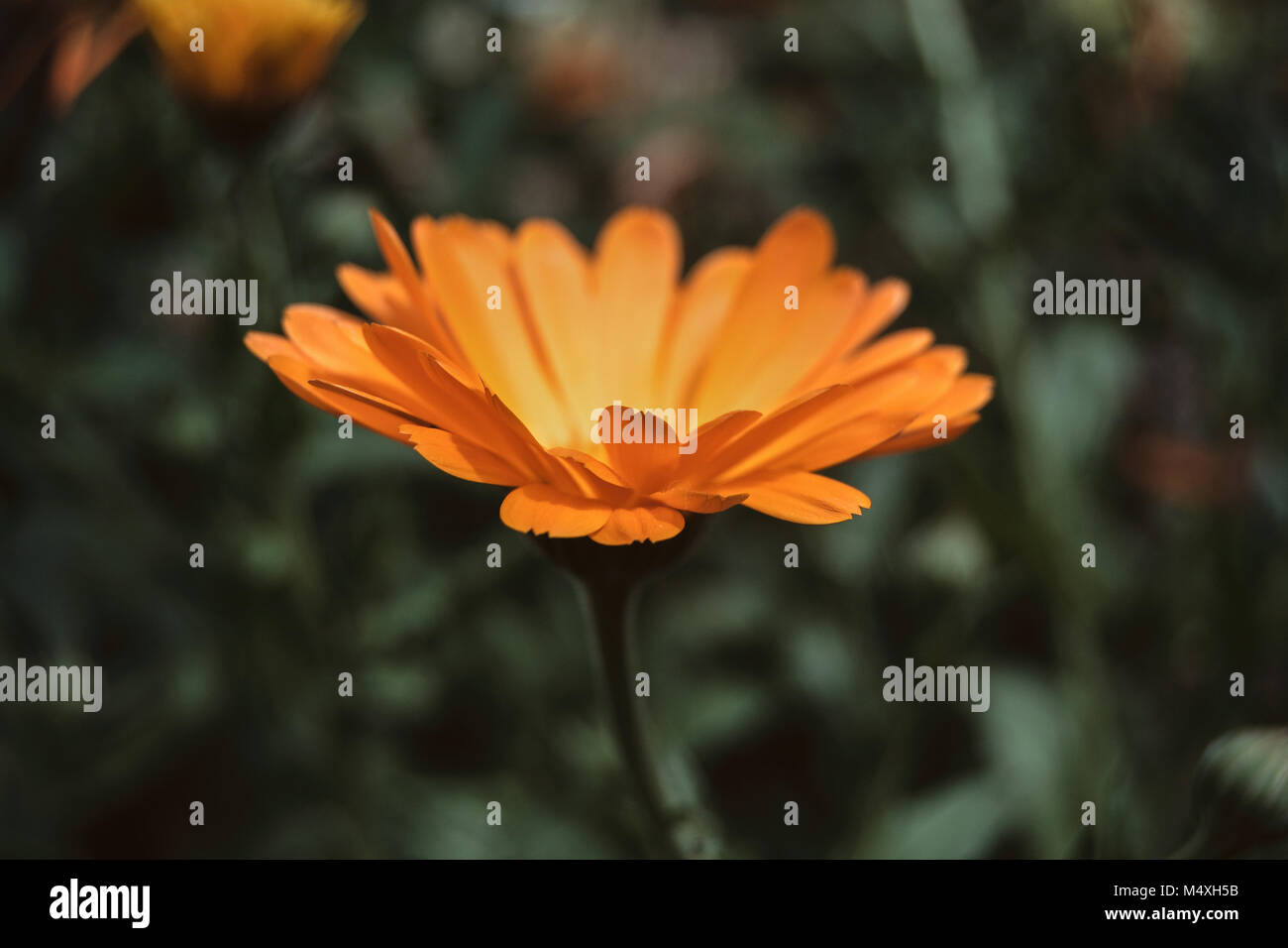 a single orange flower of calendula officinalis Stock Photo - Alamy