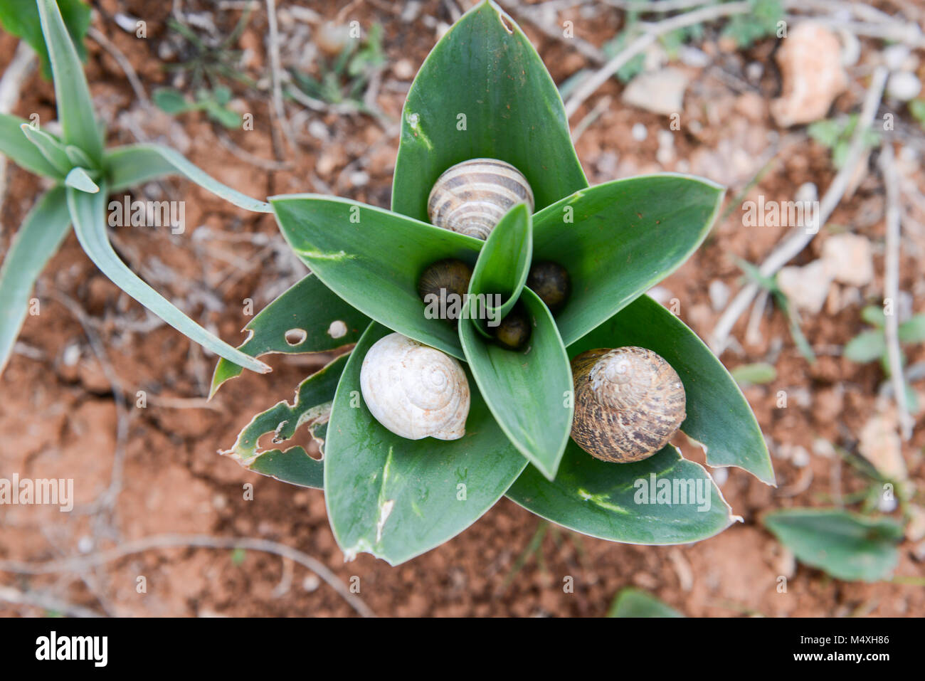Snail's shells in green leaves on the island of Malta Stock Photo - Alamy