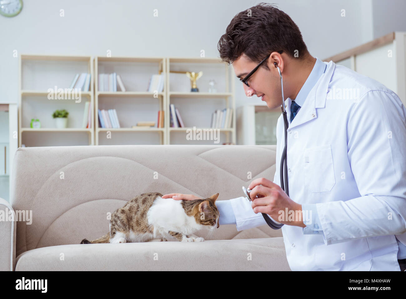 Cat visiting vet for regular checkup Stock Photo - Alamy