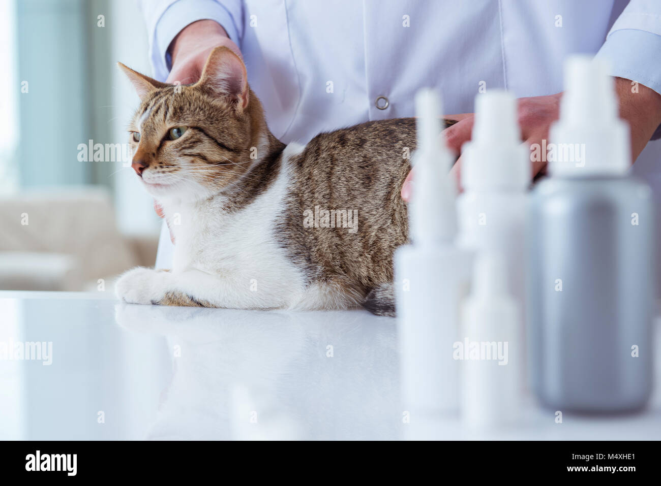 Cat visiting vet for regular checkup Stock Photo - Alamy