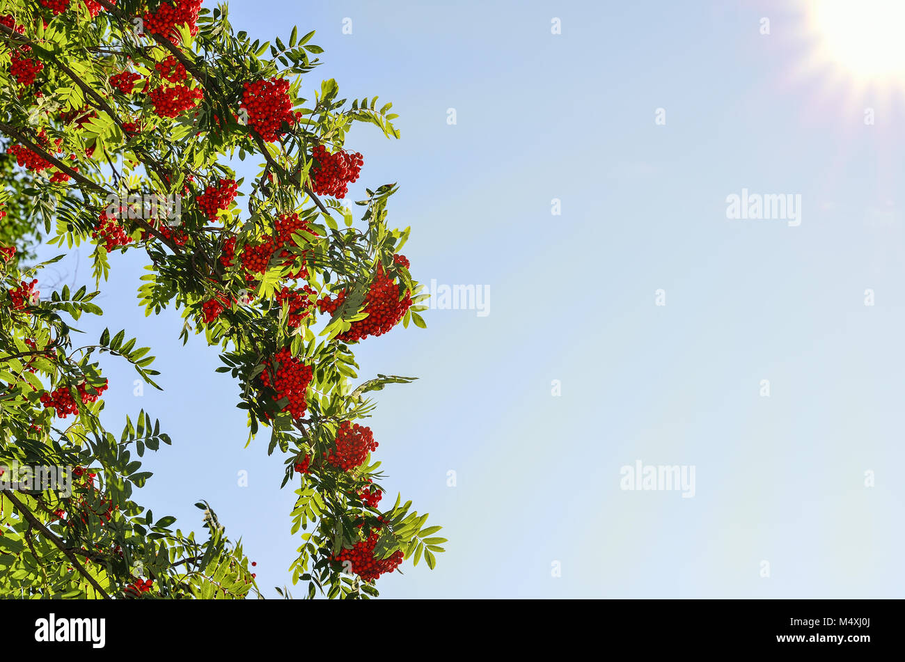 Branches of rowan tree with red ripe berries at sunlight Stock Photo ...