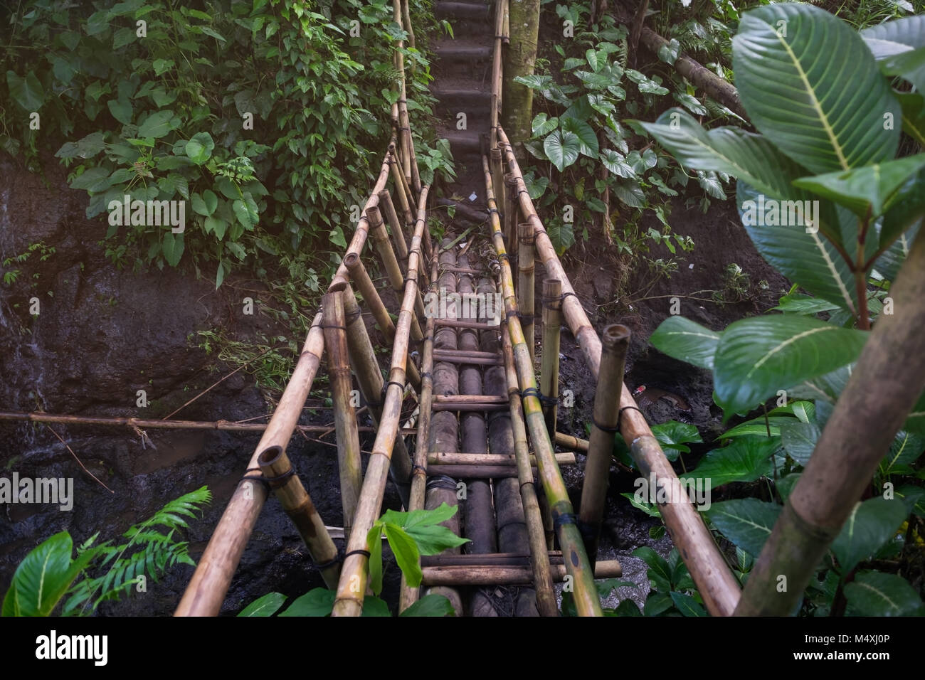 Suspension bridge leading to another side in jungle Stock Photo - Alamy
