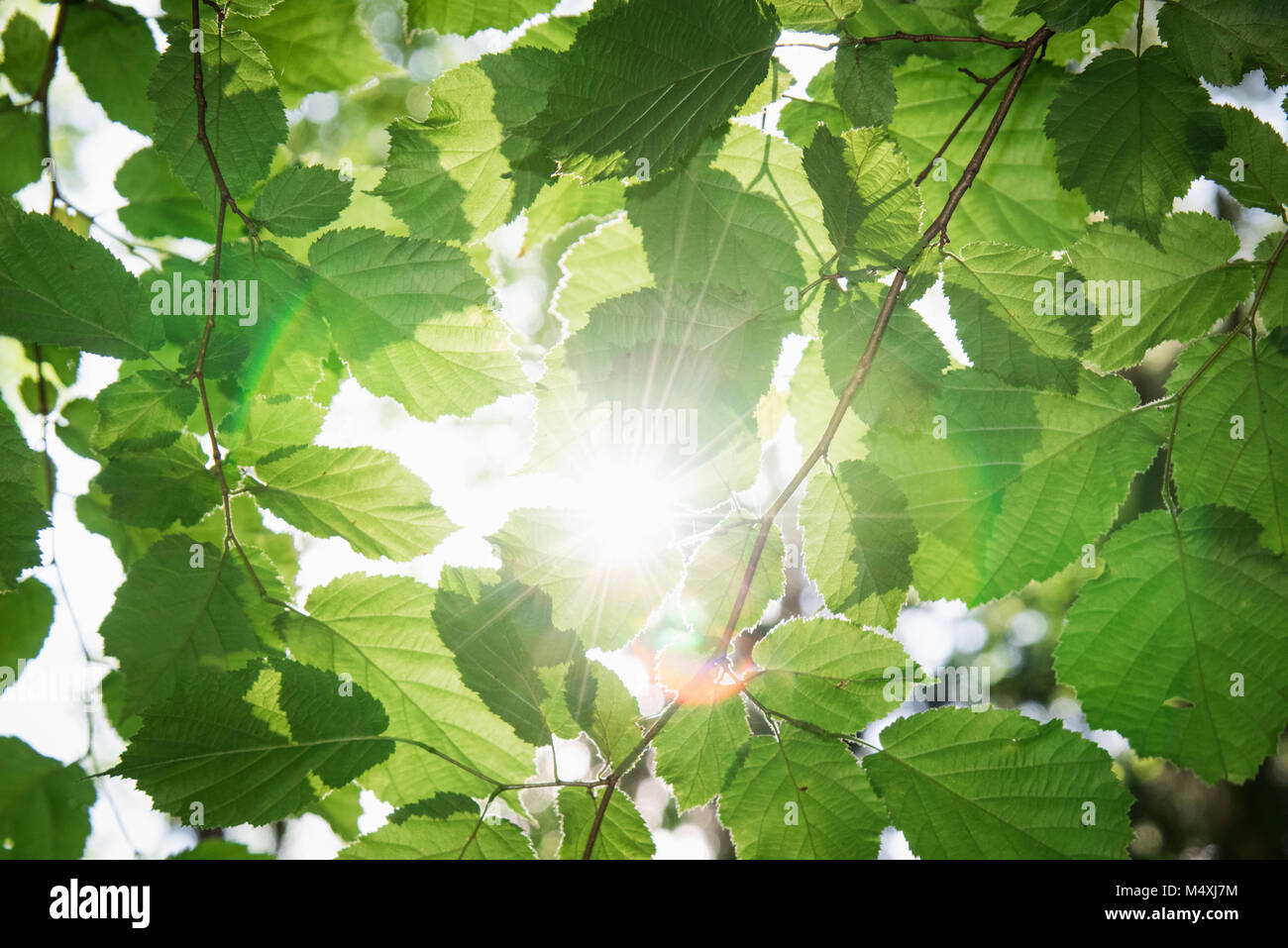 Sunlight through the leaves Stock Photo - Alamy
