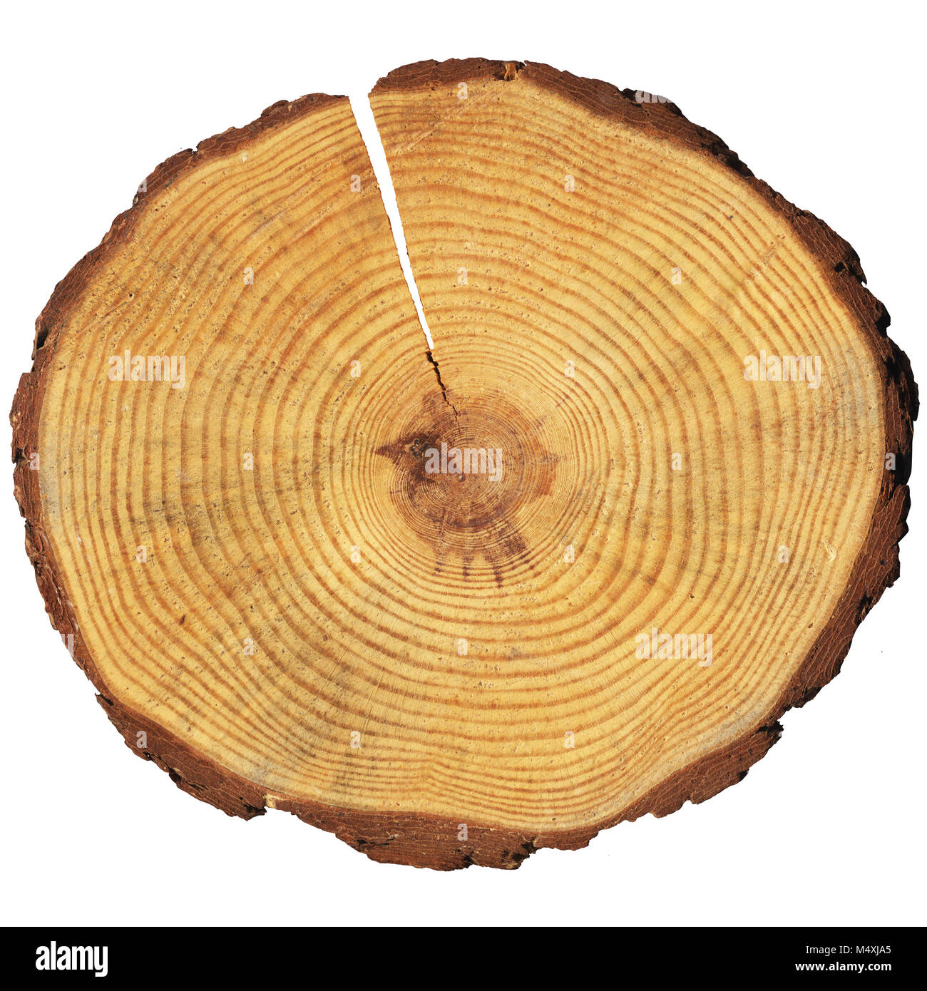 wooden circle with a split cut Stock Photo - Alamy