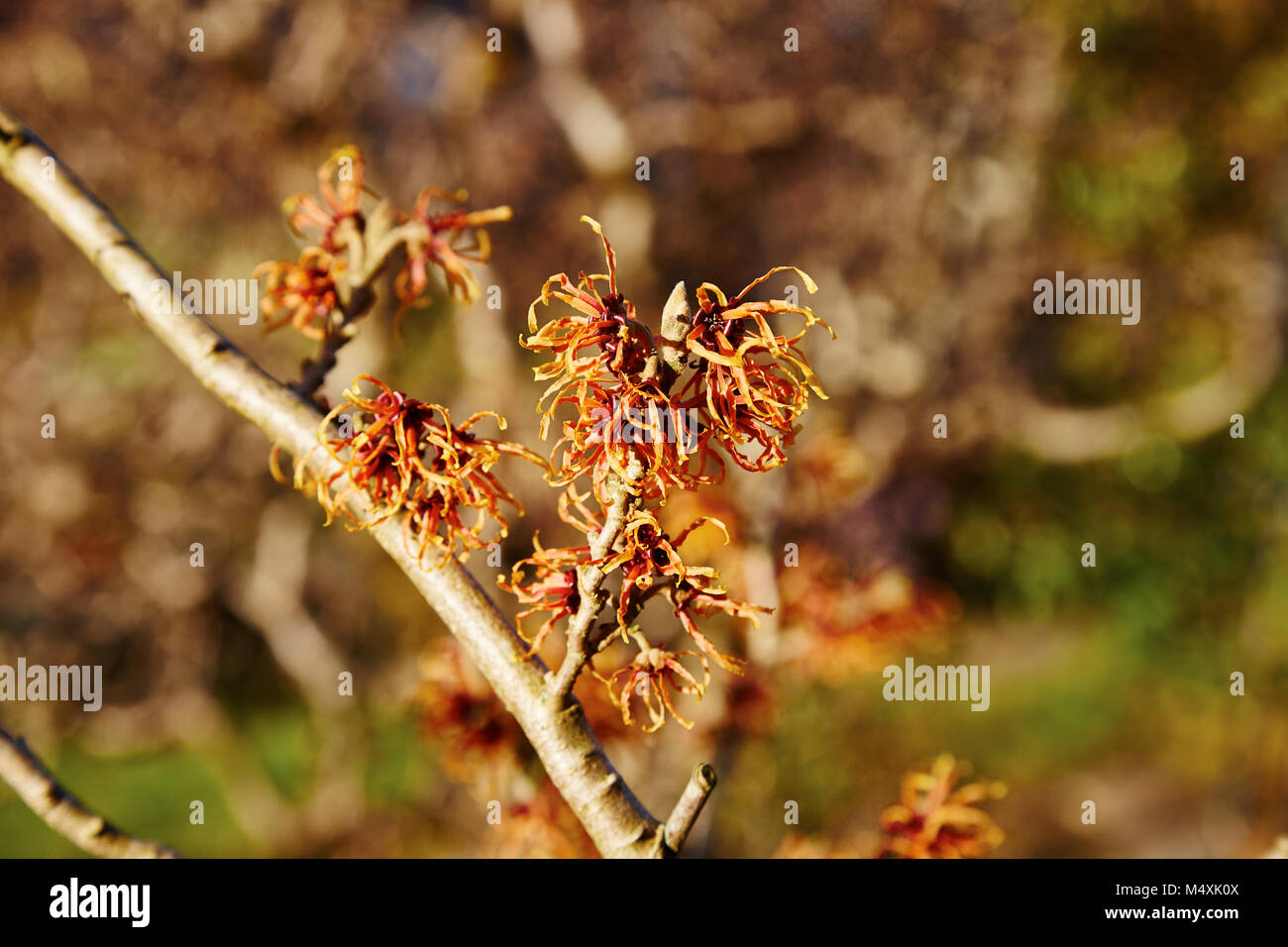 Hazel flowers hi-res stock photography and images - Alamy