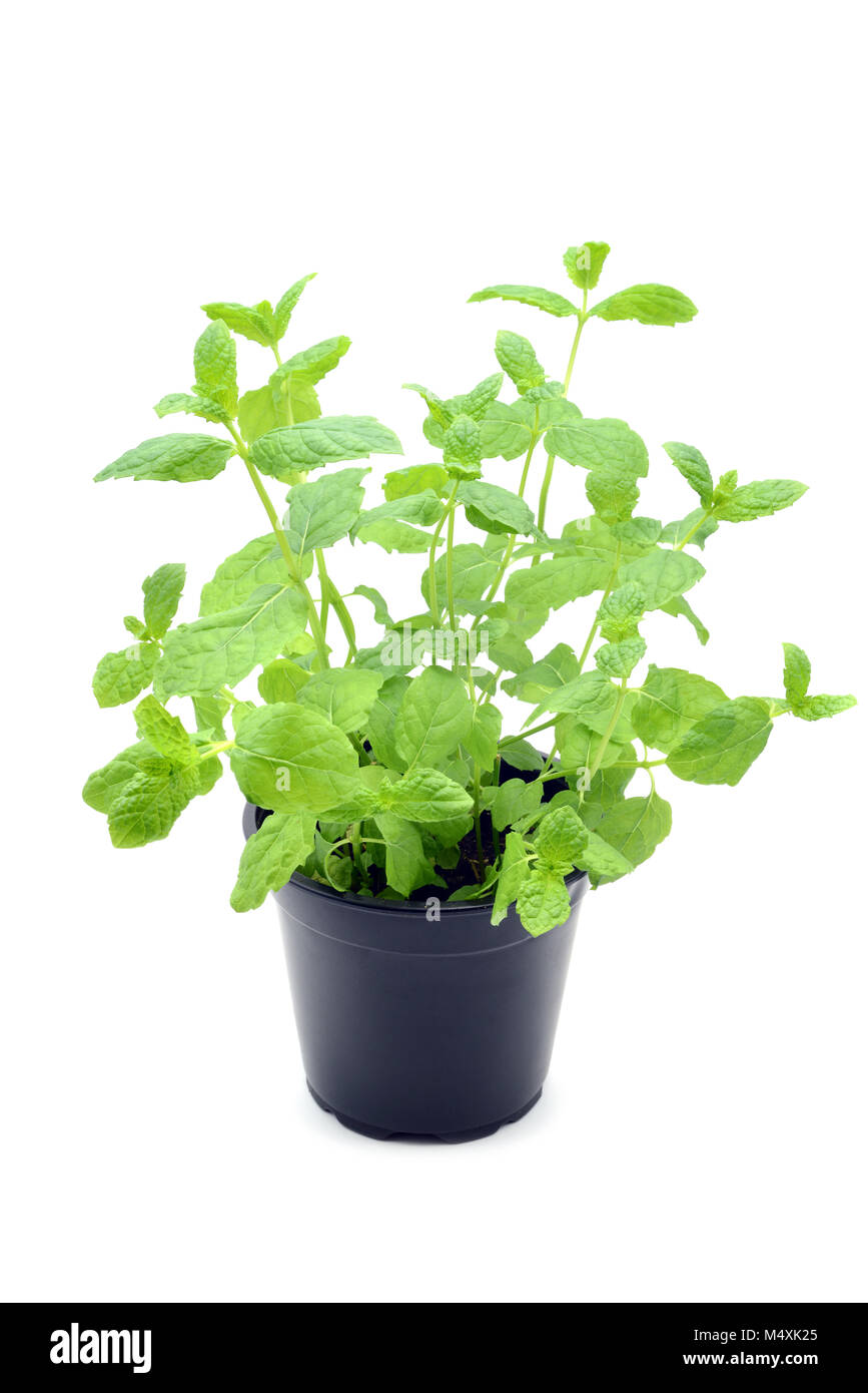 Potted mint plant hi-res stock photography and images - Alamy