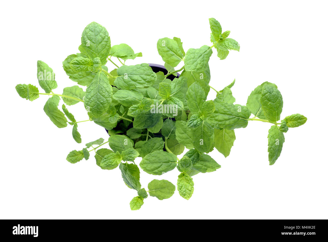 fresh pepper mint plant leaves on white isolated background. top angle ...
