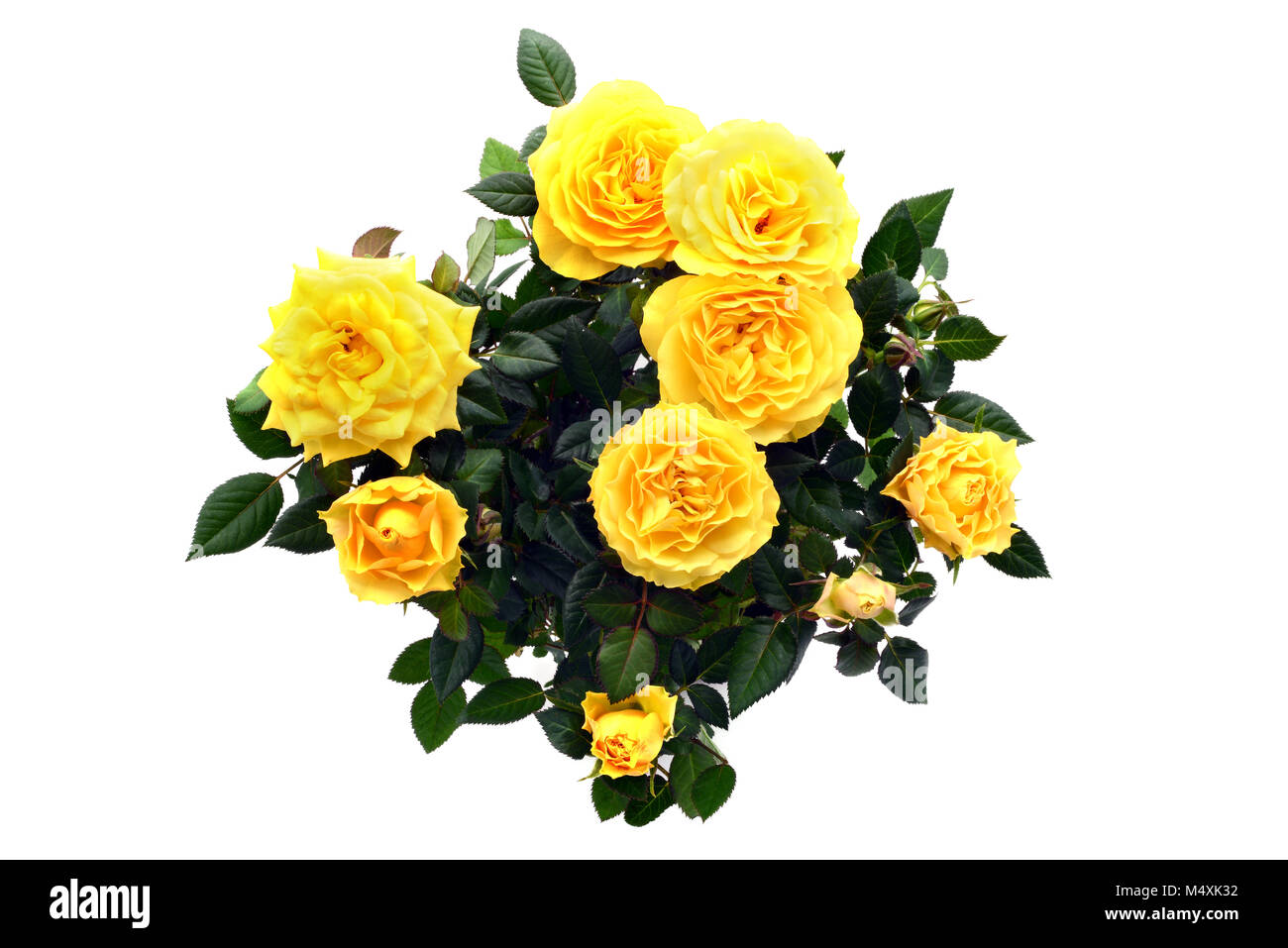 bunch of yellow rose on white isolated background. top view Stock Photo ...