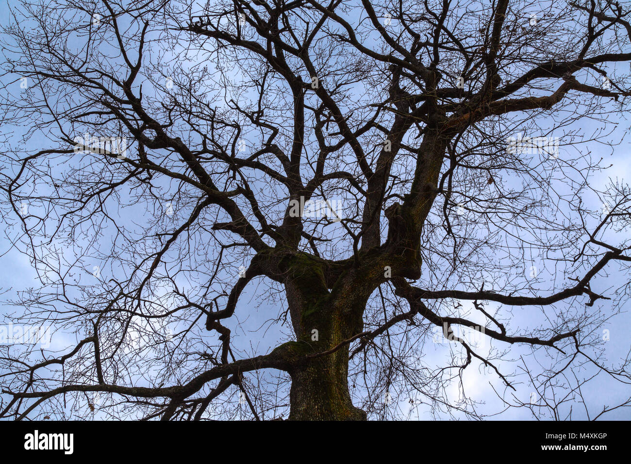 bare branches of an oak tree in winter, Abruzzo, Italy, Europe Stock ...