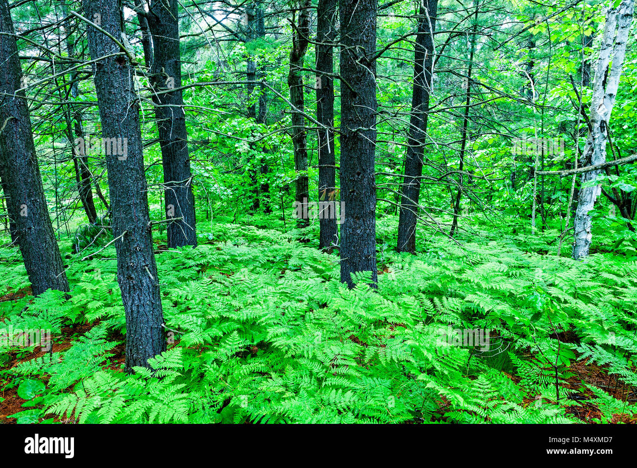 Lush green ferns and leaves in Northern Ontario Stock Photo - Alamy