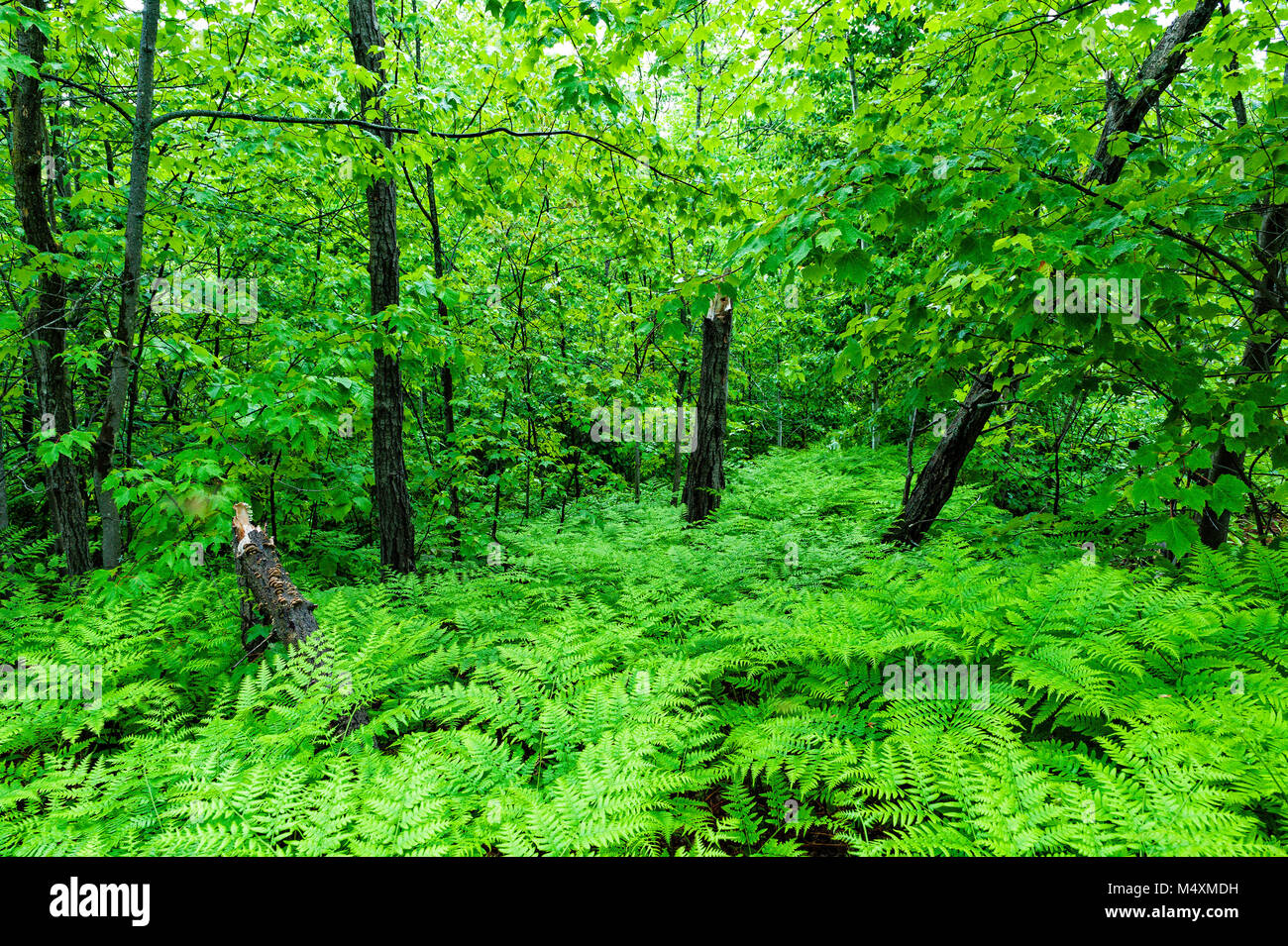 Deciduous pine trees hi-res stock photography and images - Alamy