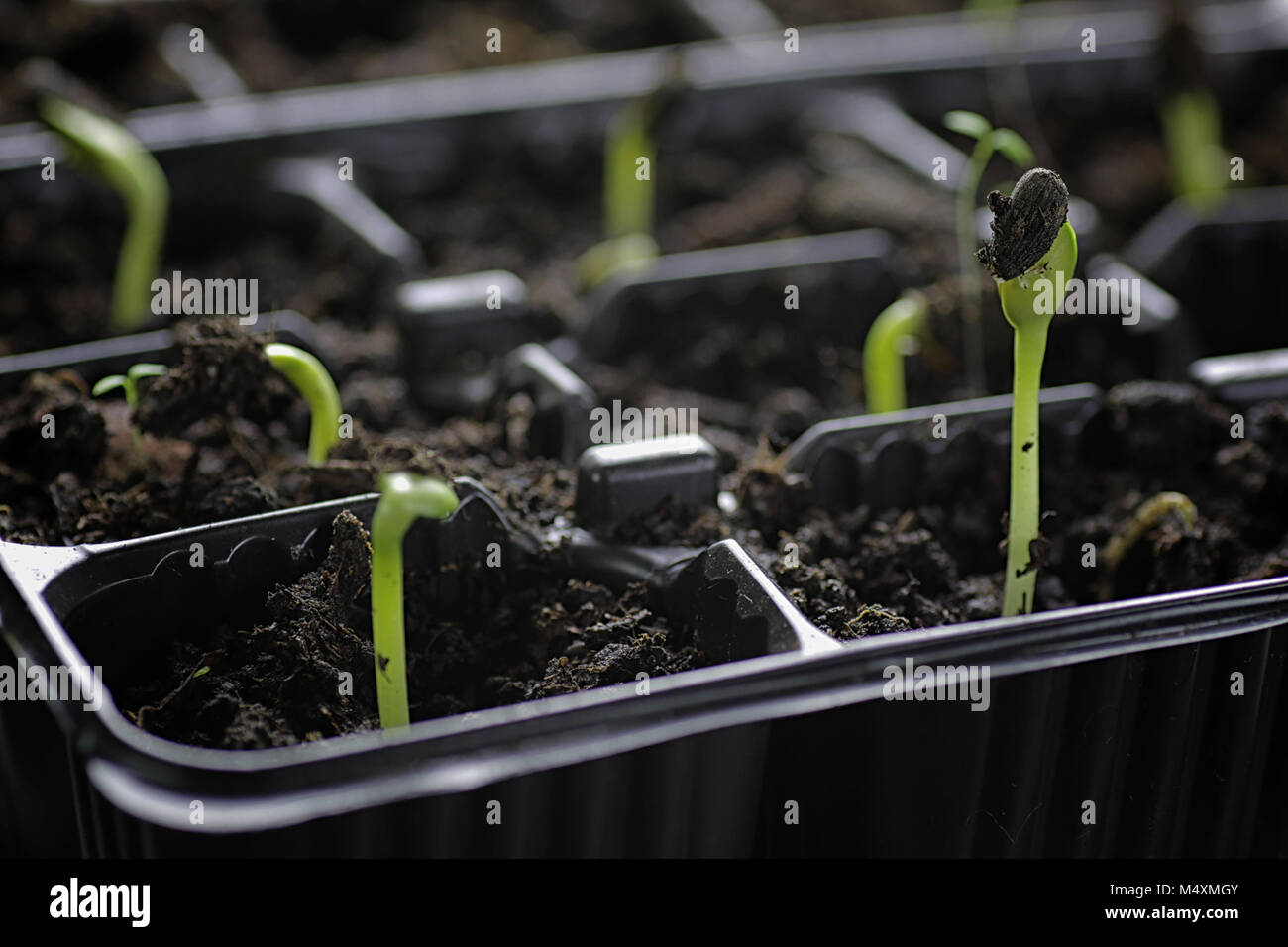 small sprout from seeds Stock Photo - Alamy