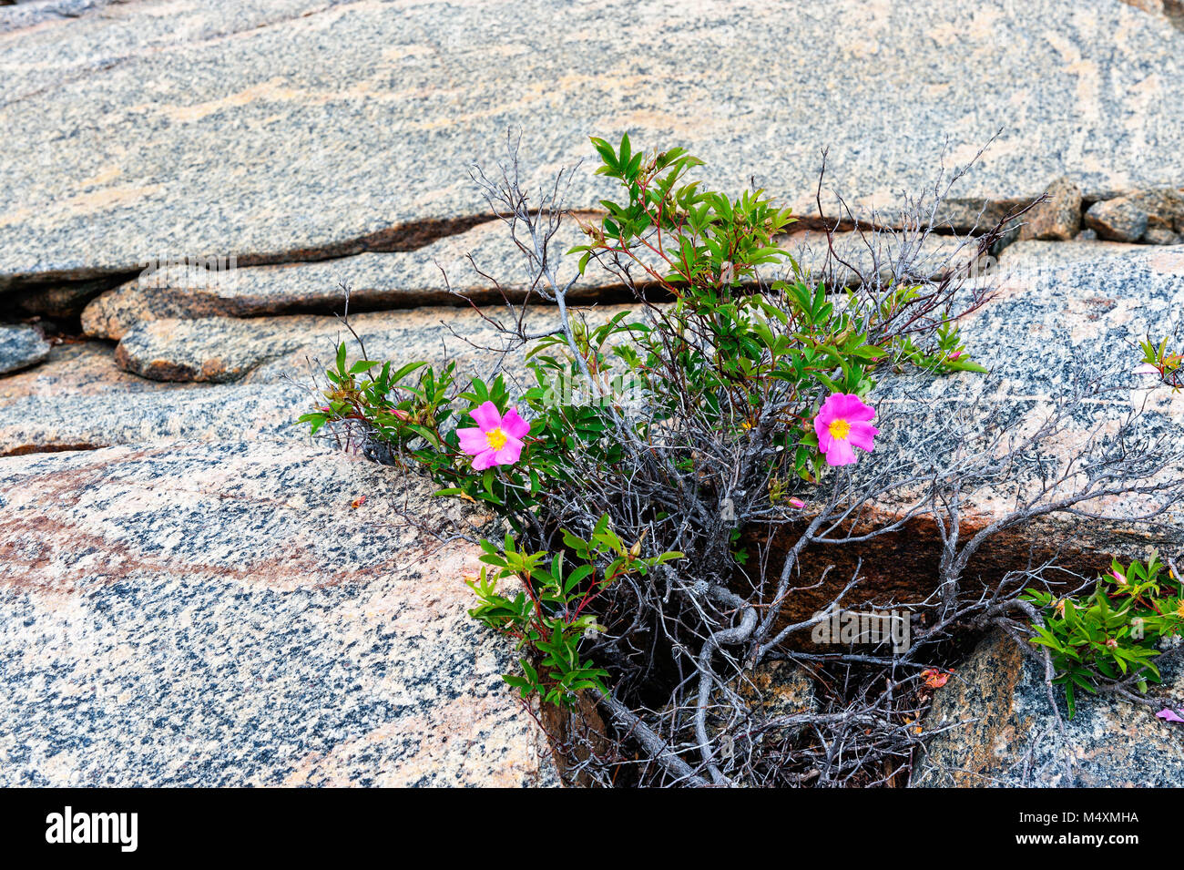 Prickly rose hi-res stock photography and images - Alamy