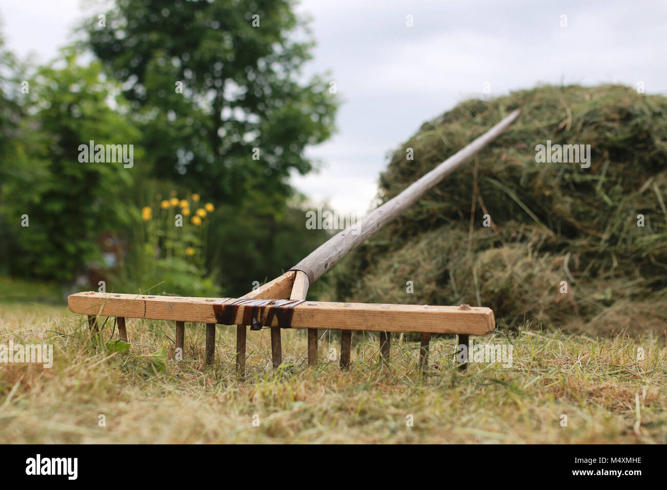 Cleaning with a rake on a farm Stock Photo - Alamy