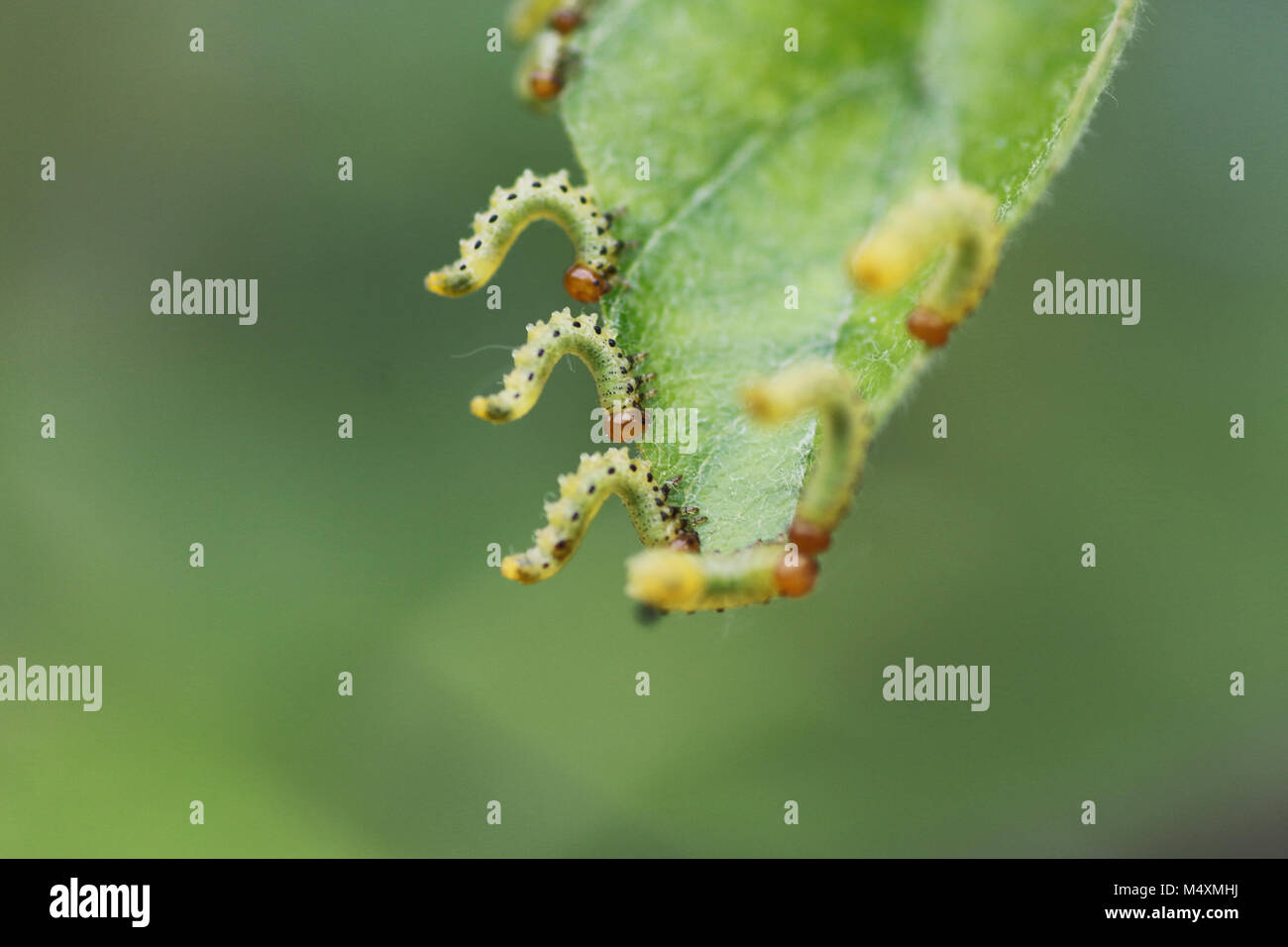 Treatment of plants from insects Stock Photo - Alamy