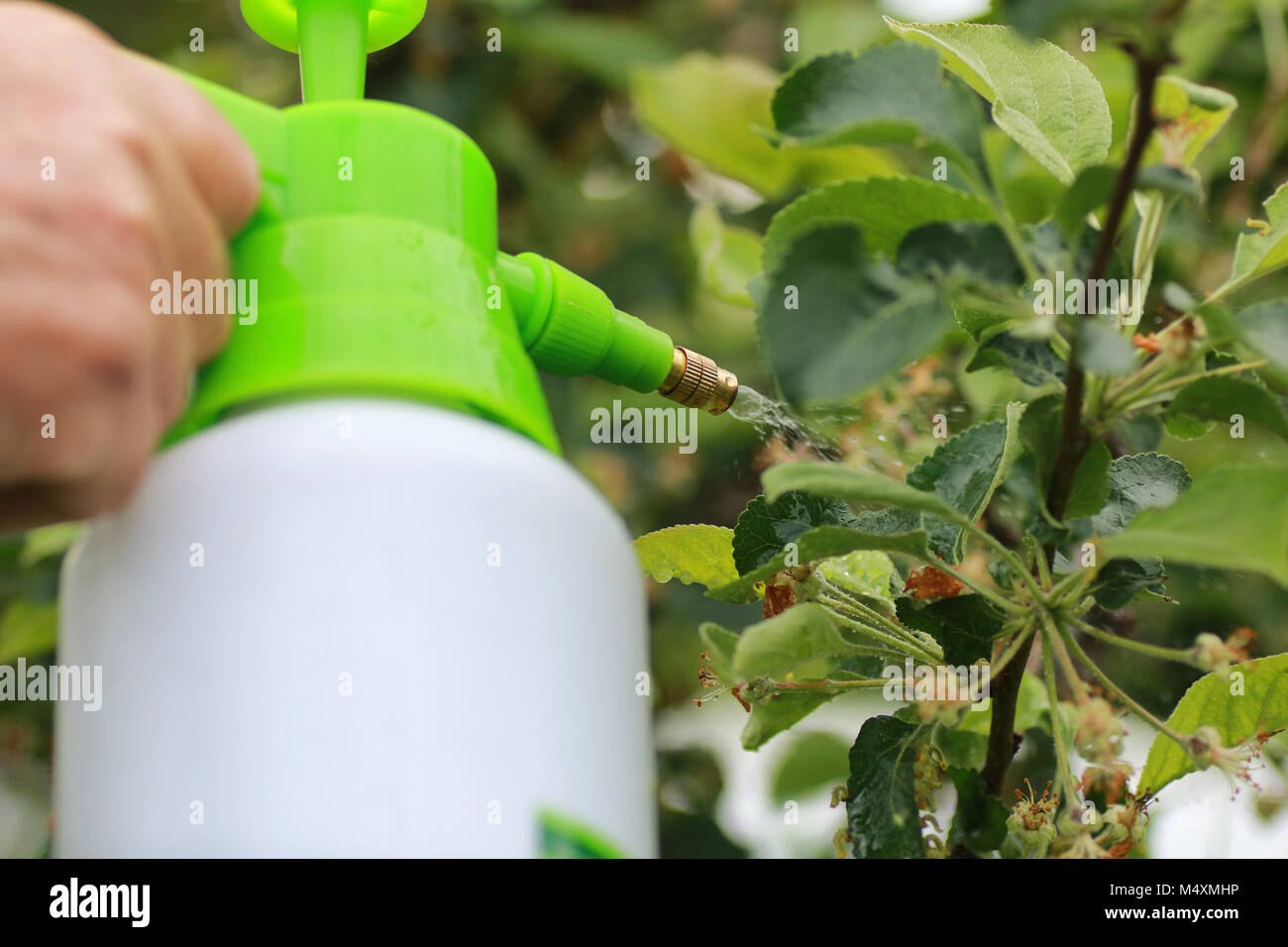 Treatment of plants from insects Stock Photo - Alamy