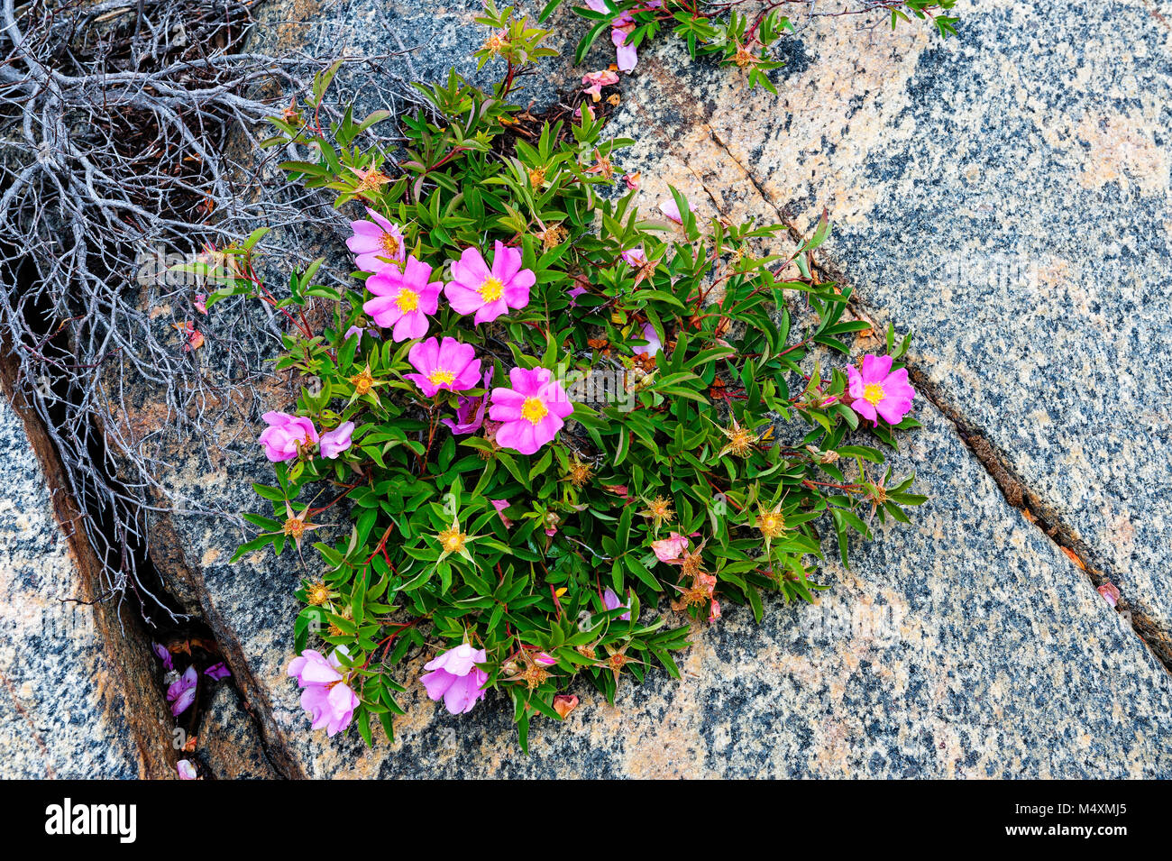 Beautiful wild roses growing in the rocks of Georgian Bay Stock Photo ...