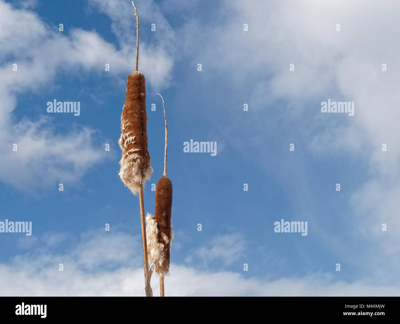 Bulrush plants hi-res stock photography and images - Alamy