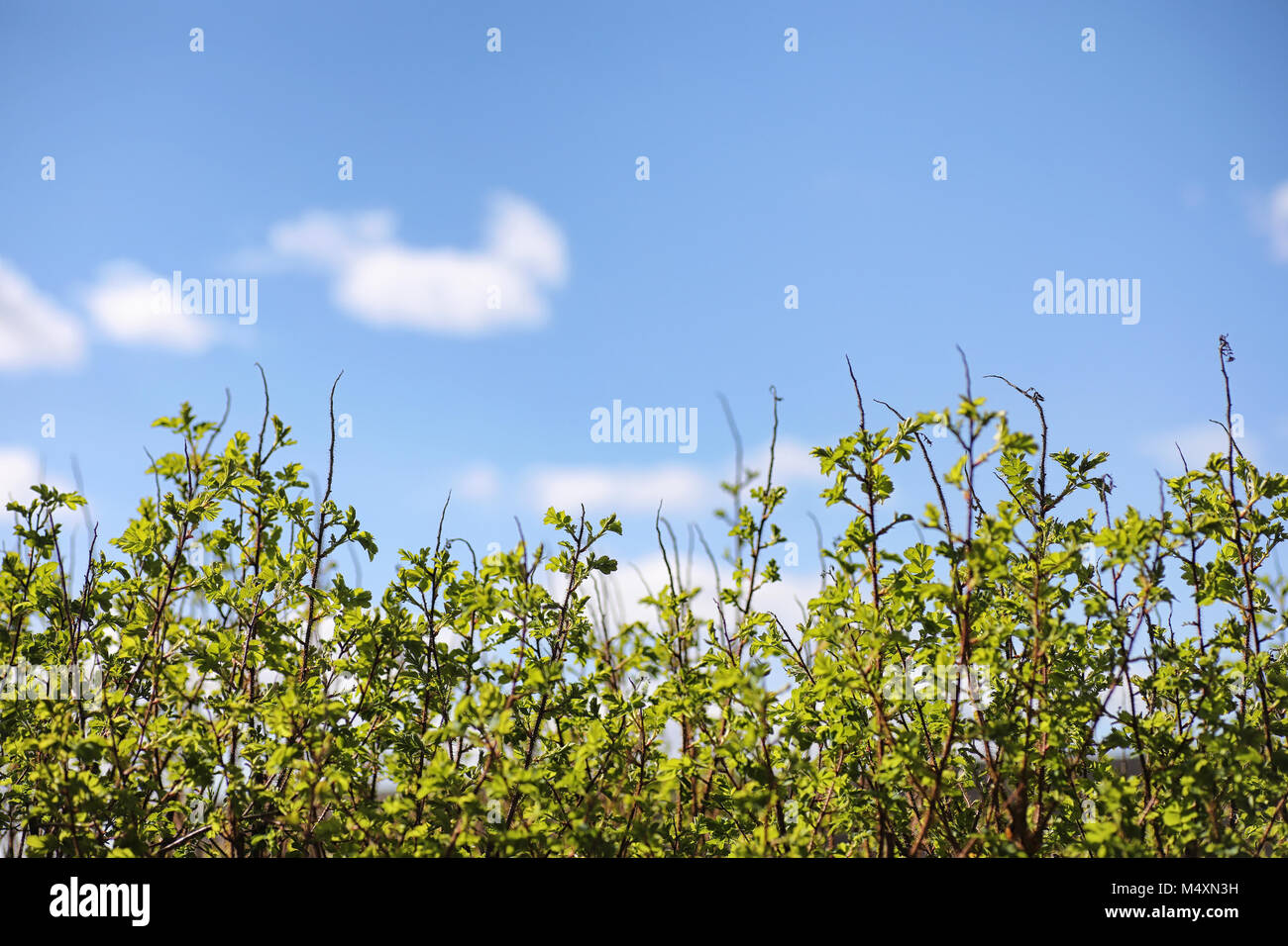 Spring nature. Leaves and bushes with the first green leaves in Stock ...