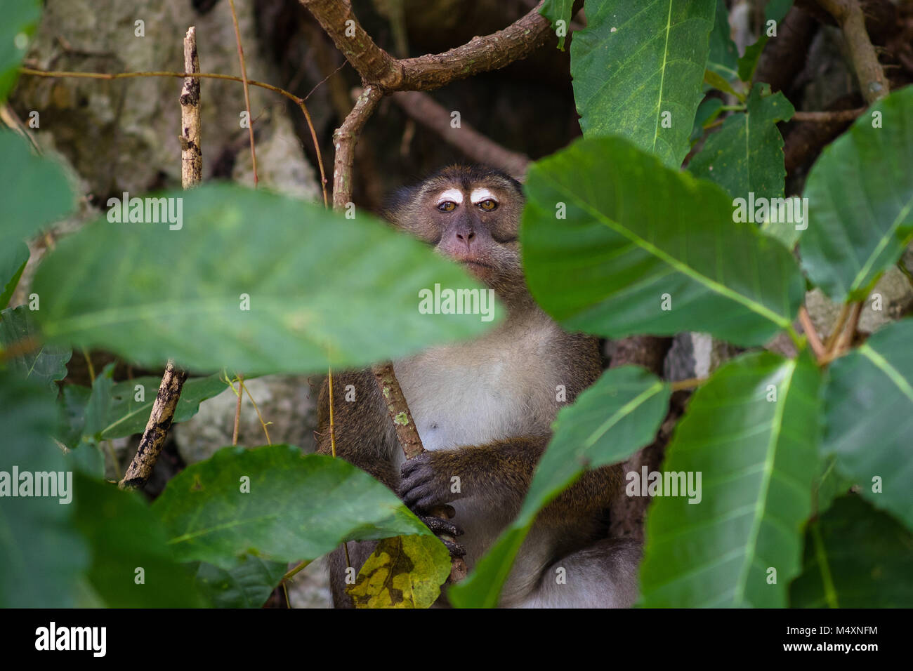 Cynomolgus macaque hi-res stock photography and images - Alamy