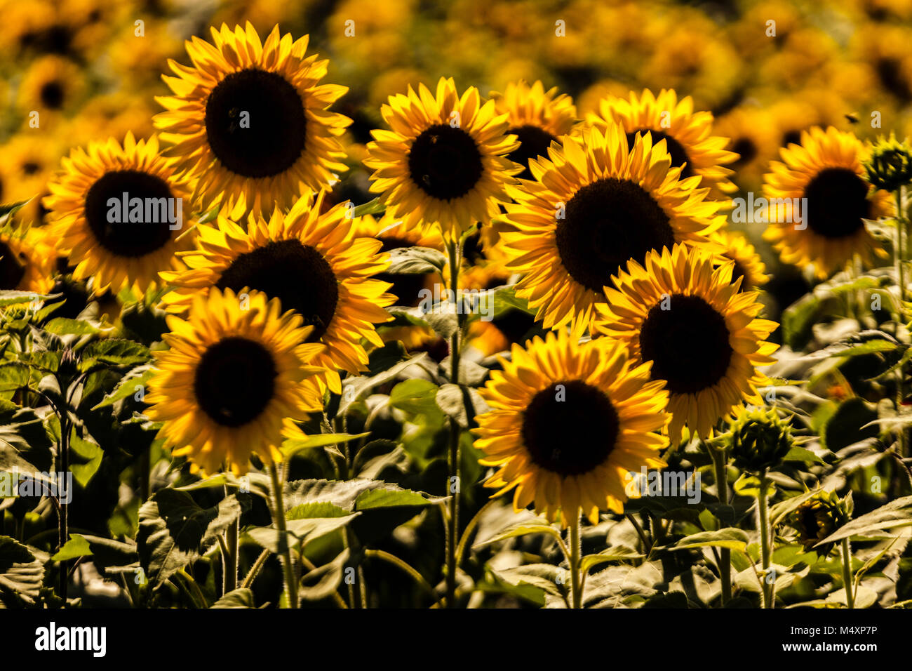 Sunflower Maze Lyman Orchards Middlefield, Connecticut, USA Stock Photo ...
