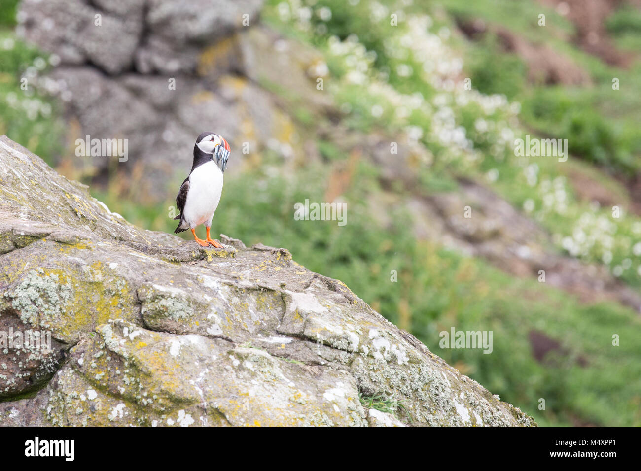 Minute Creatures High Resolution Stock Photography and Images - Alamy