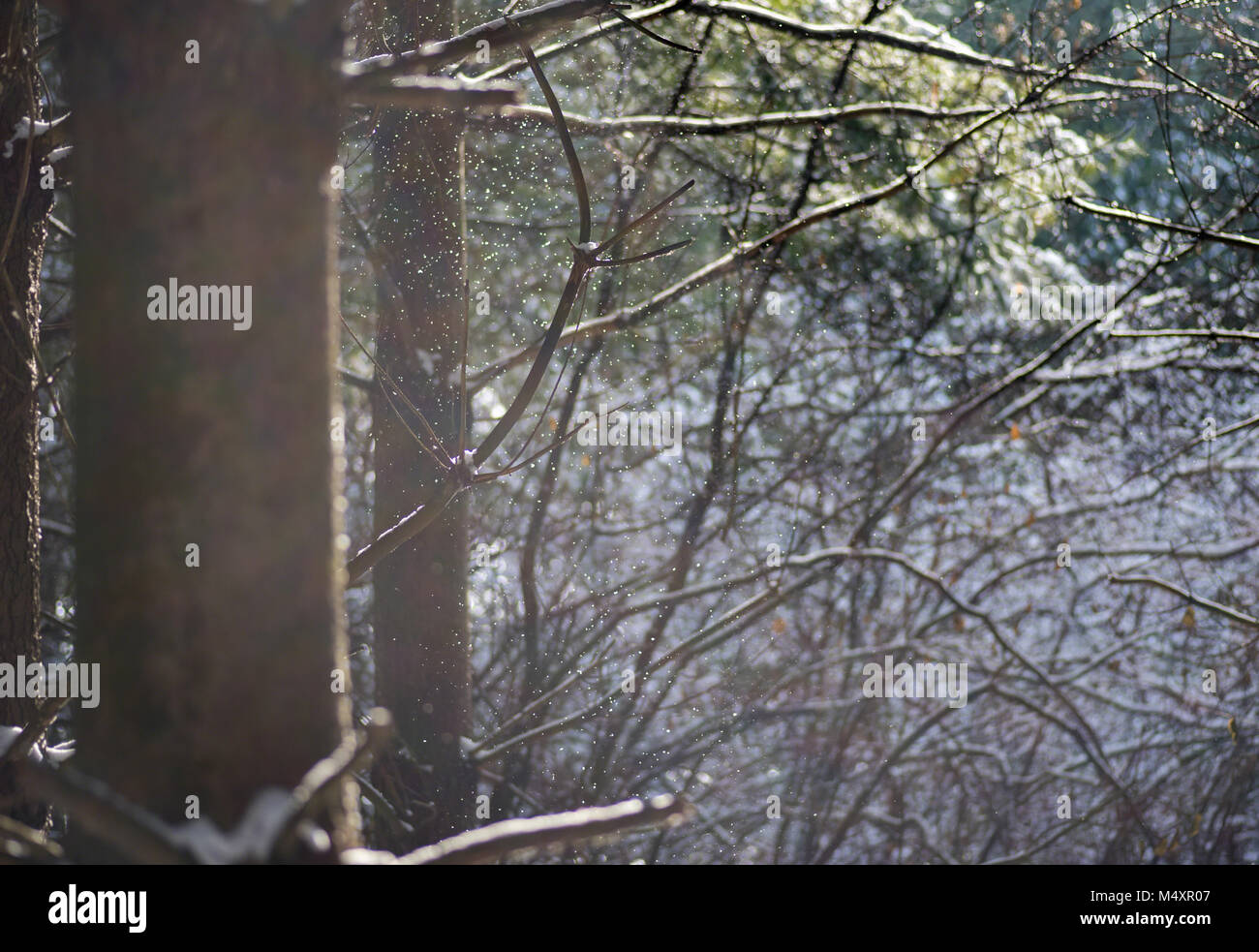 Wonder branches hi-res stock photography and images - Alamy