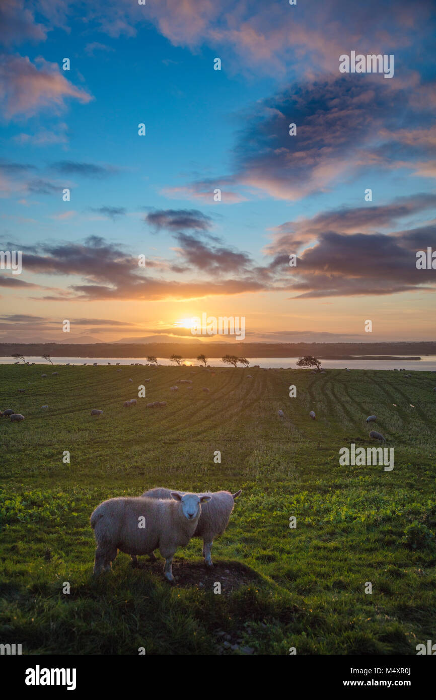Sheep at sunset hi-res stock photography and images - Alamy
