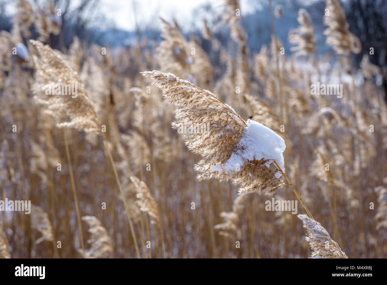 closeup macro of snow covered prairie grass in field in forest in ...