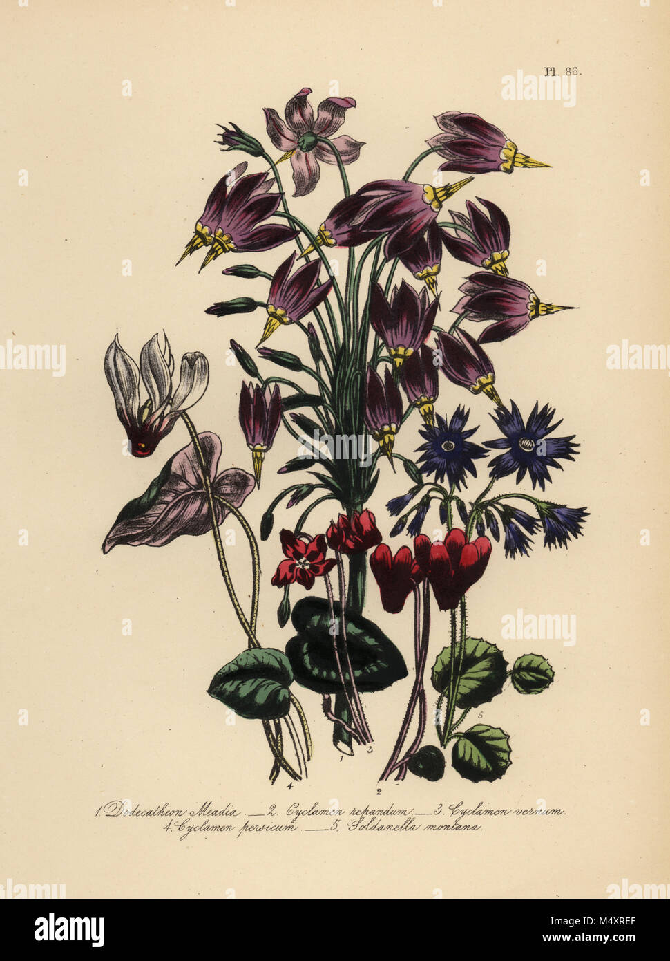 American cowslip hi-res stock photography and images - Alamy