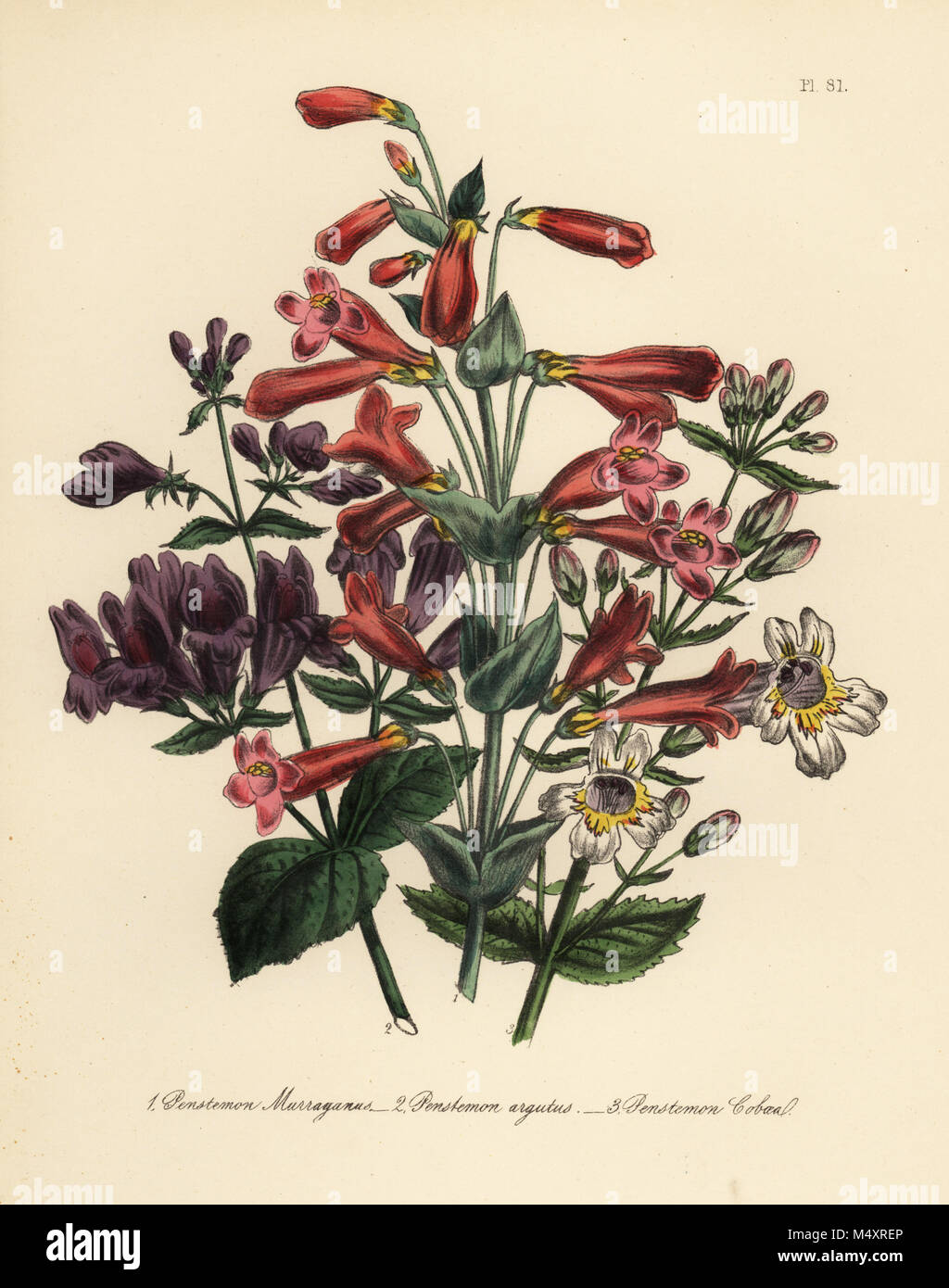 Mr. Murray's penstemon, Penstemon murrayanus, cut-leaved penstemon, P ...