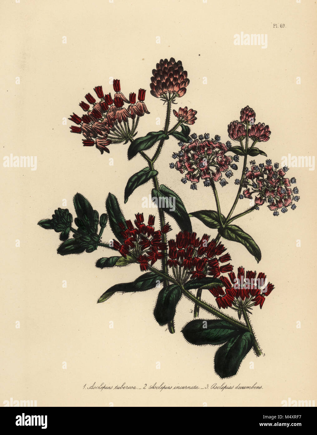 William henry weed hi-res stock photography and images - Alamy