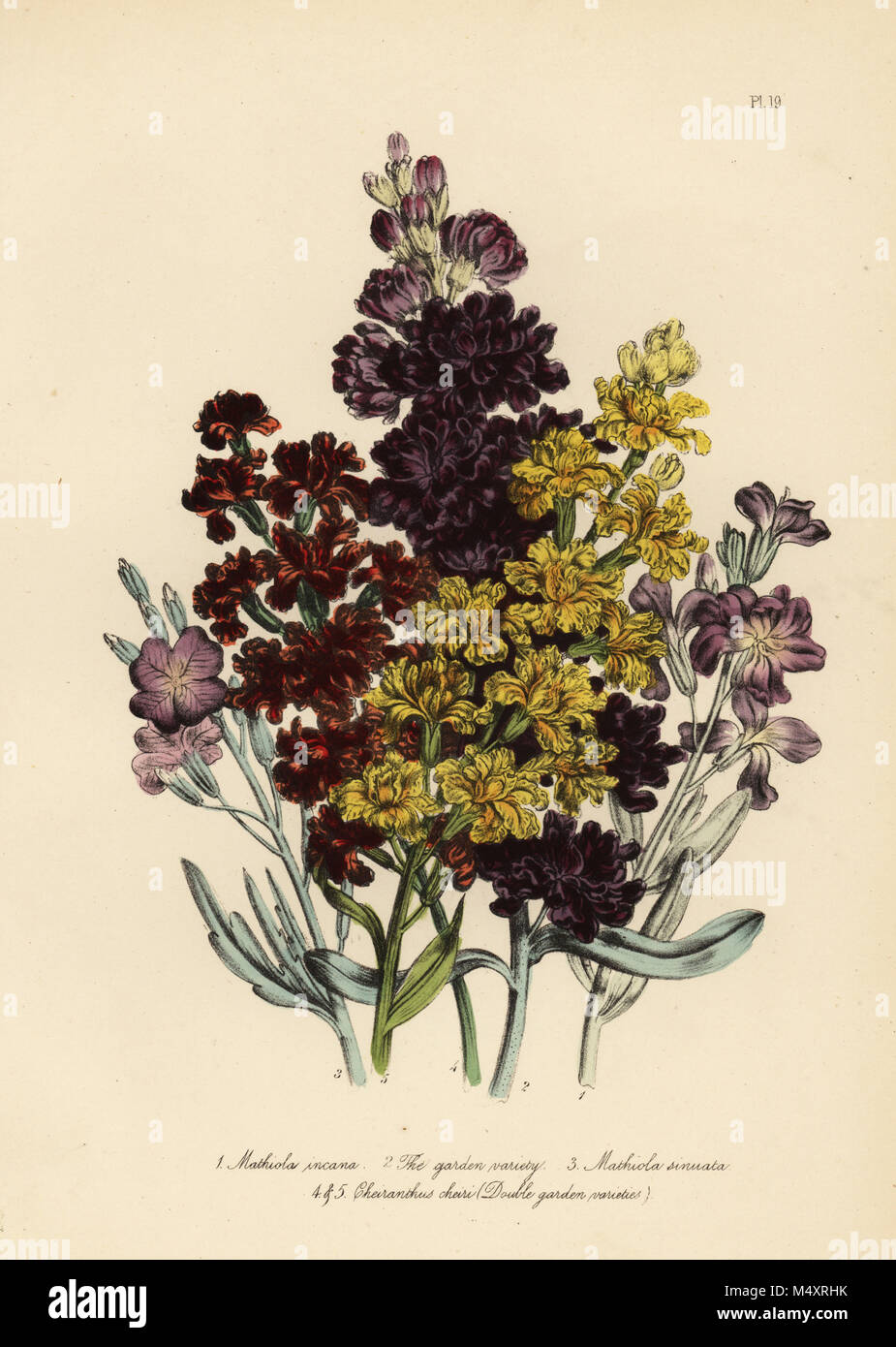 Stock flower bouquet matthiola incana hi-res stock photography and ...