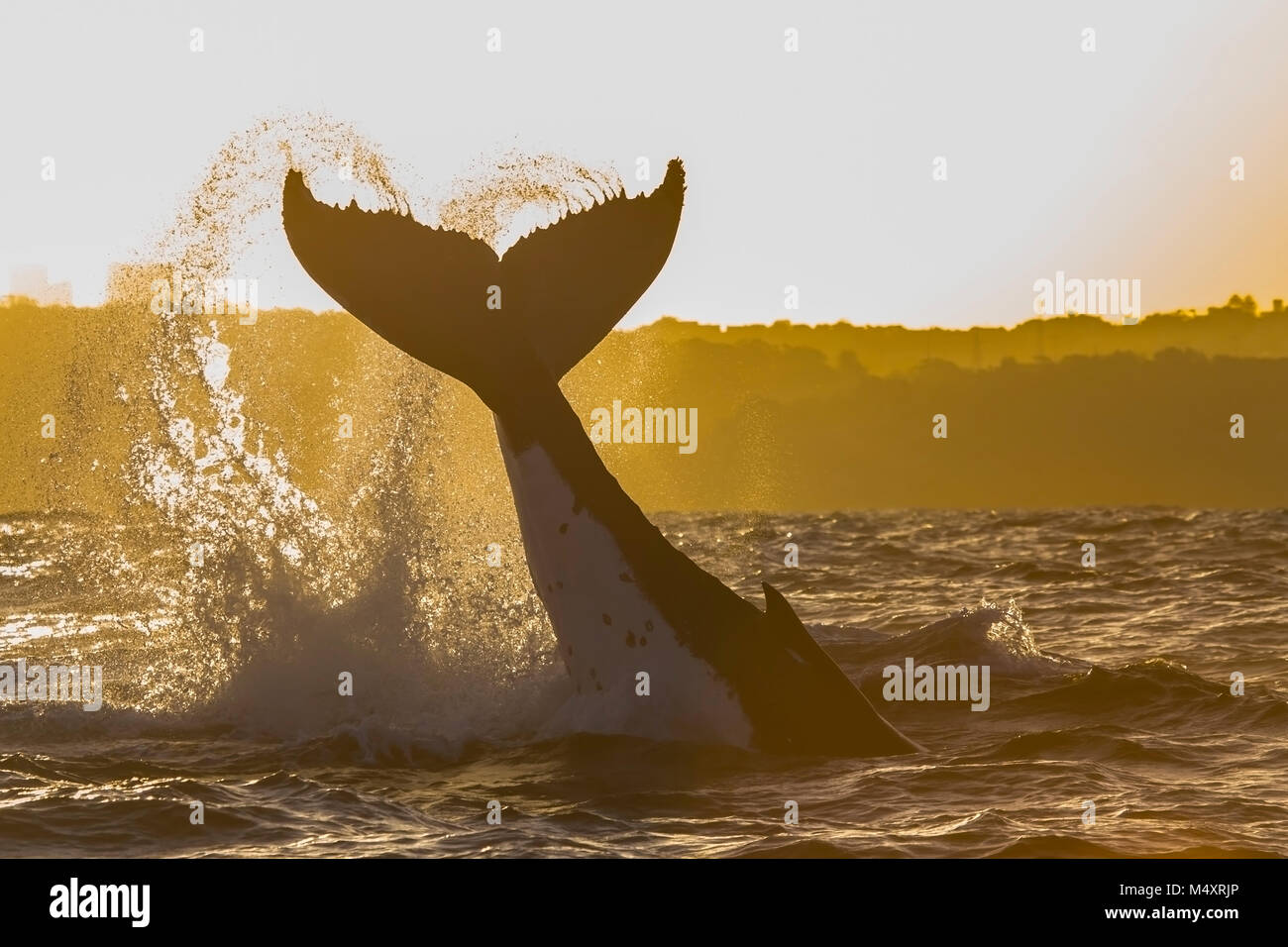 Slap tail hi-res stock photography and images - Alamy