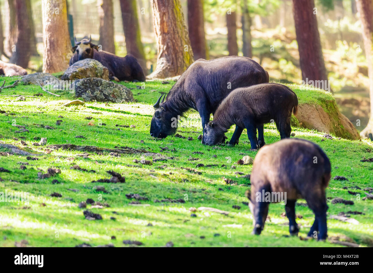 Herd of Takin, Budorcas taxicolor, National Animal of Bhutan Stock ...