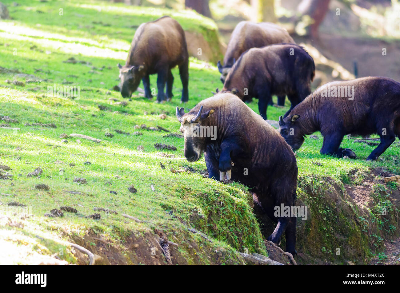 Herd of Takin, Budorcas taxicolor, National Animal of Bhutan Stock ...