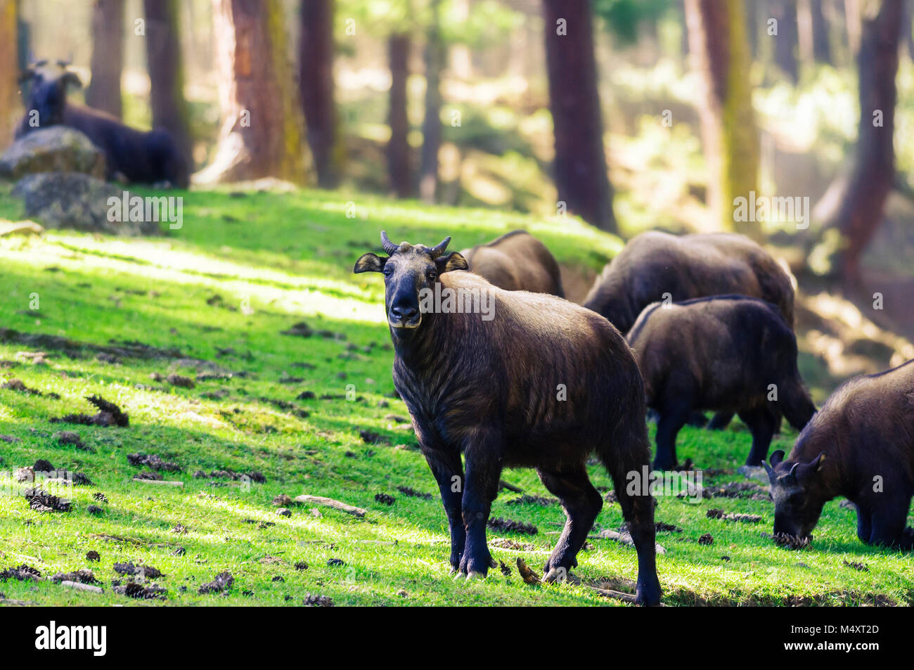 Herd of Takin, Budorcas taxicolor, National Animal of Bhutan Stock ...