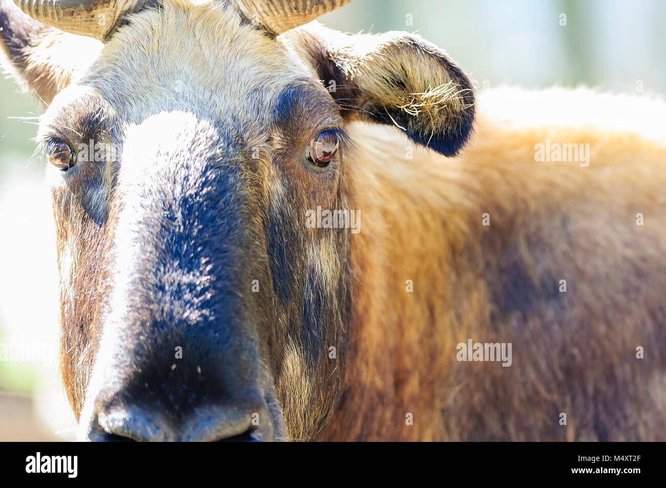 Close up of Takin, Budorcas taxicolor, National Animal of Bhutan Stock ...