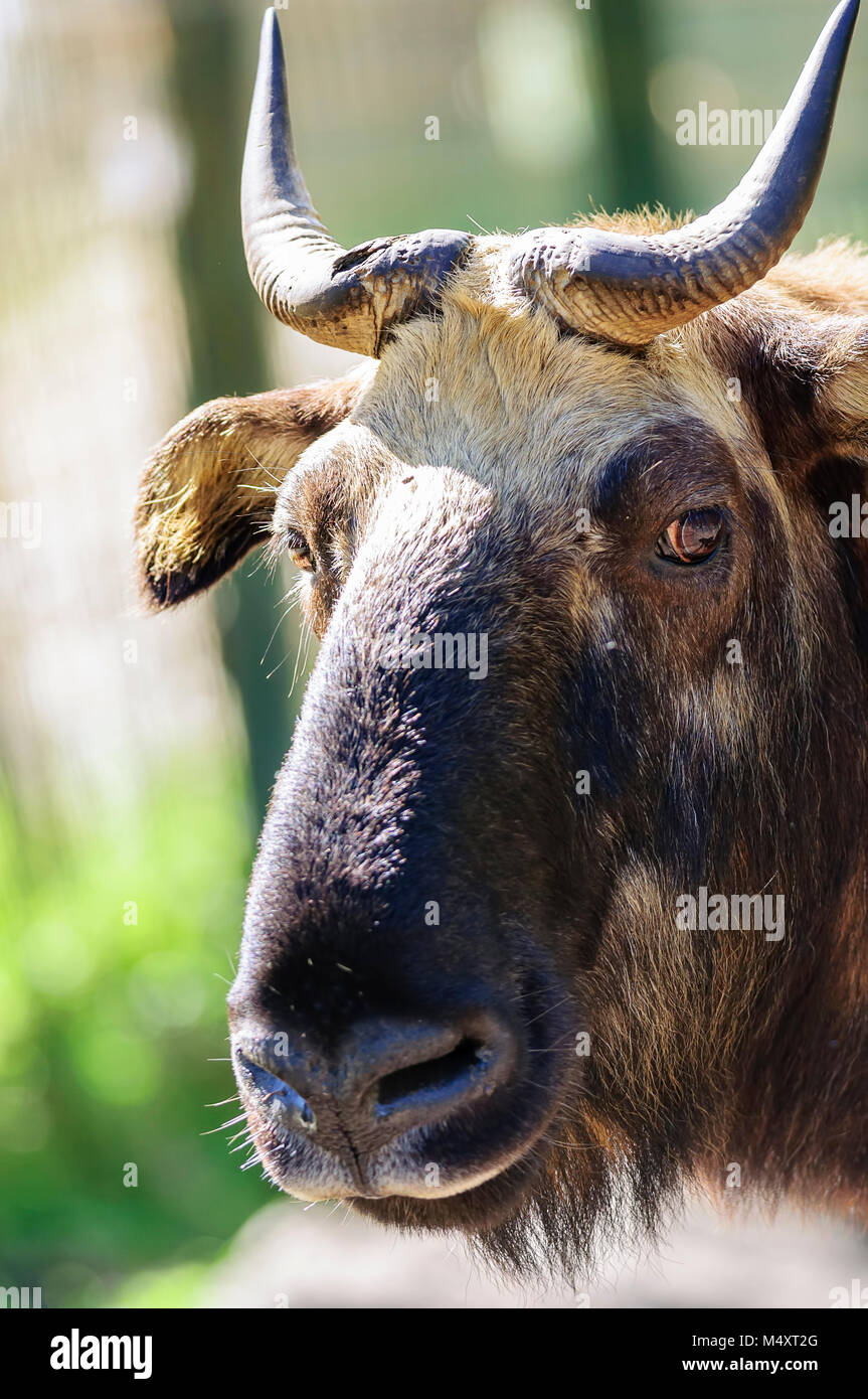 Close up Portrait of Takin, Budorcas taxicolor, National Animal of ...