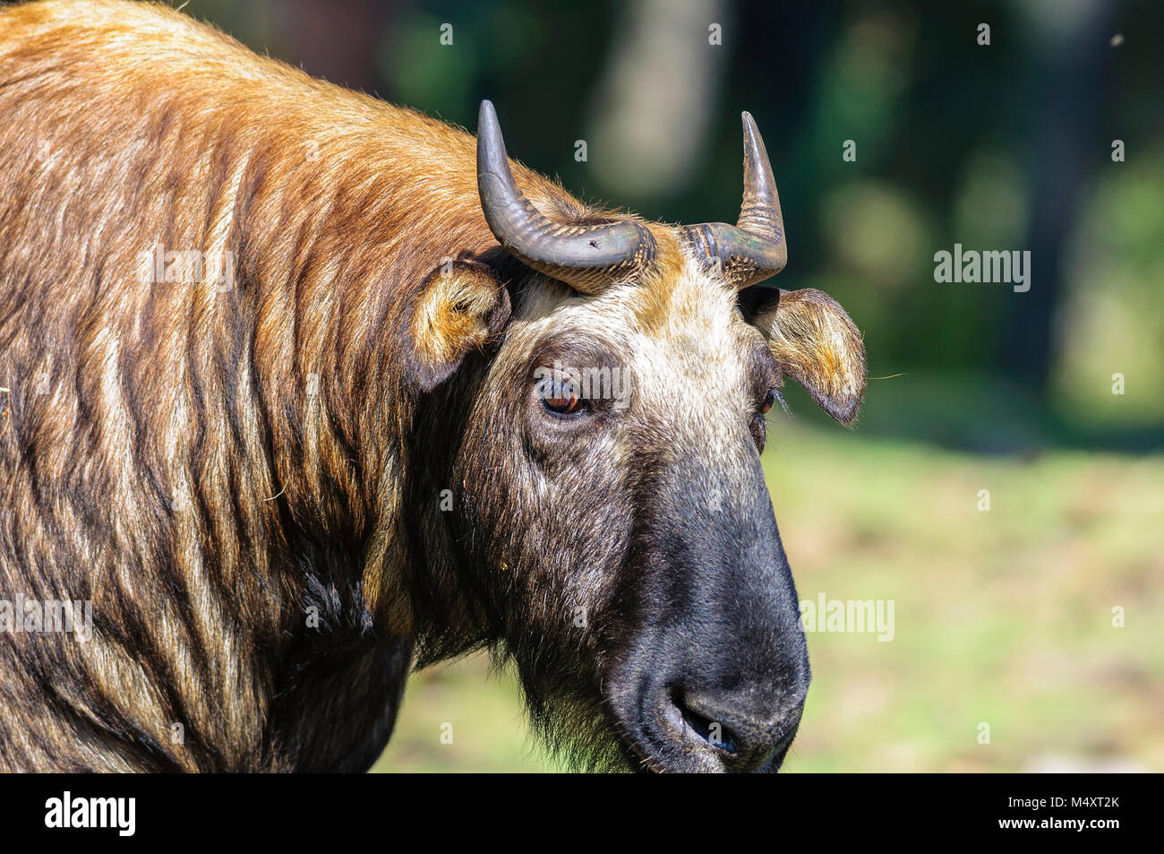 Takin, Budorcas taxicolor, National Animal of Bhutan Stock Photo - Alamy