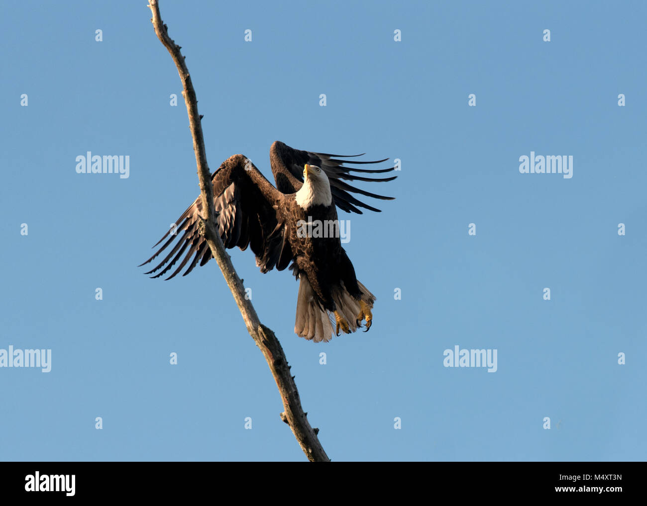 Bowing Tree High Resolution Stock Photography and Images - Alamy