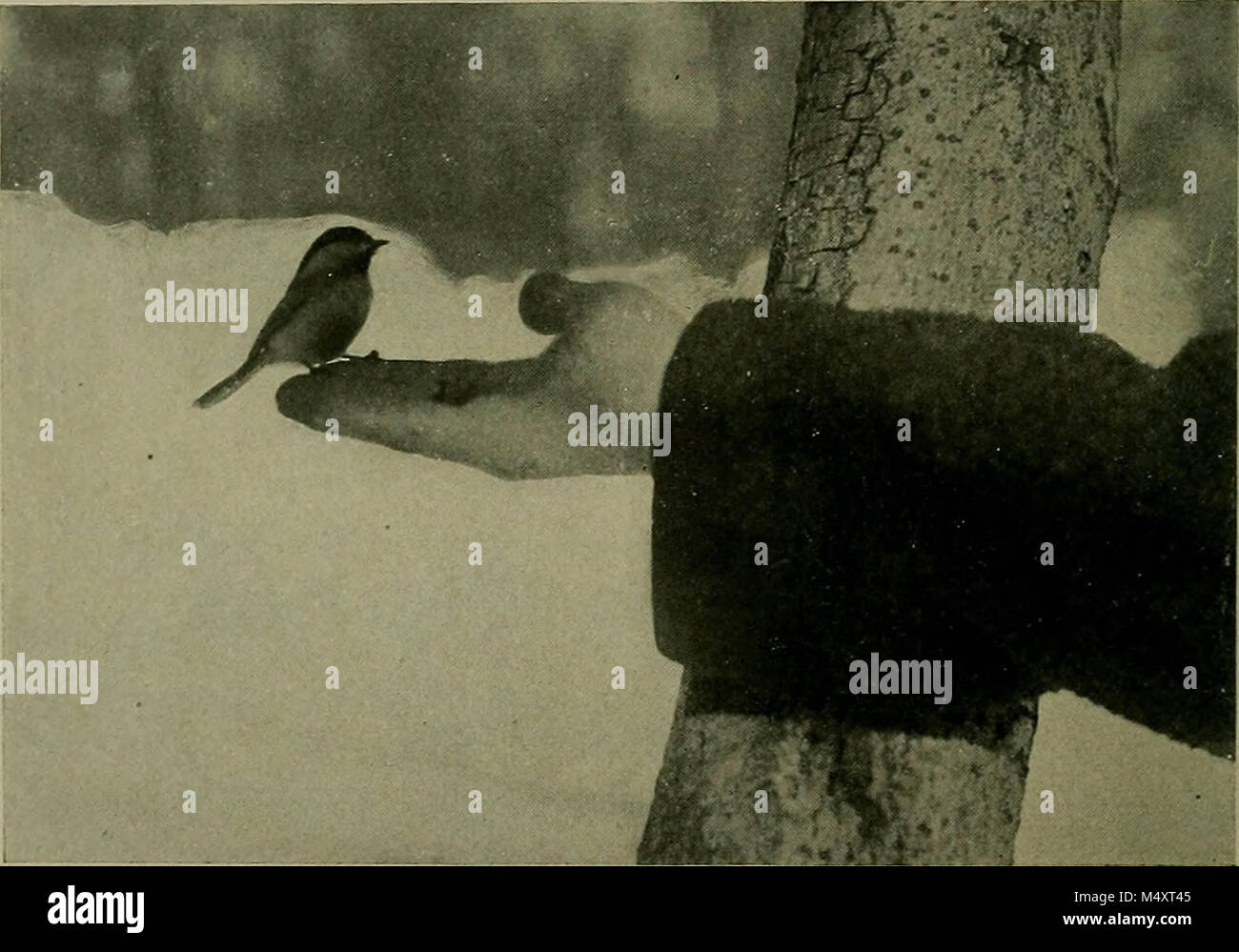 Bird Lore High Resolution Stock Photography and Images - Alamy