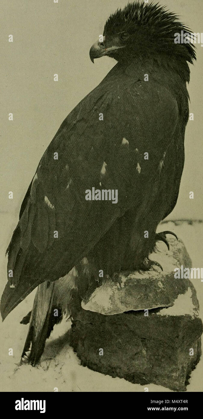 "Bird lore" (1899 Stock Photo - Alamy