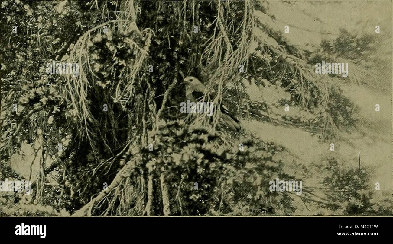 "Bird lore" (1899 Stock Photo - Alamy