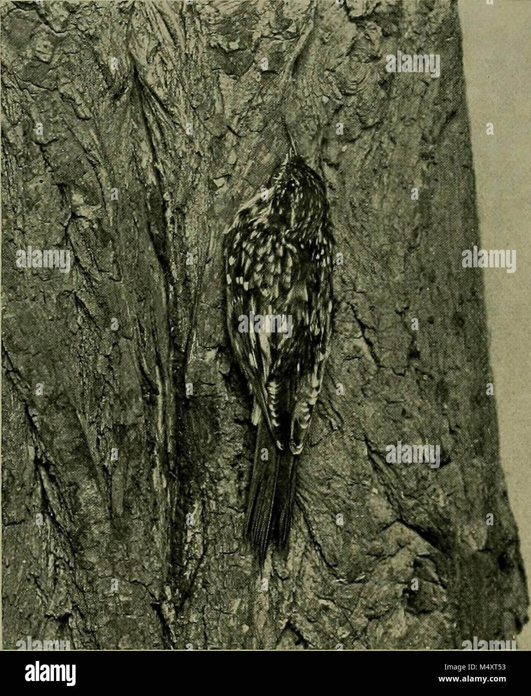 Bird Lore High Resolution Stock Photography and Images - Alamy