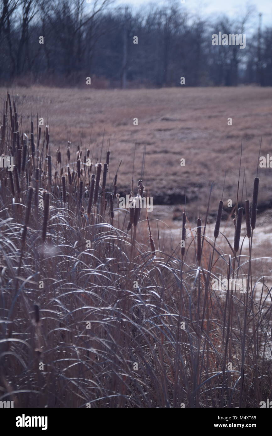 Exploding cattails, with sunny background Stock Photo - Alamy