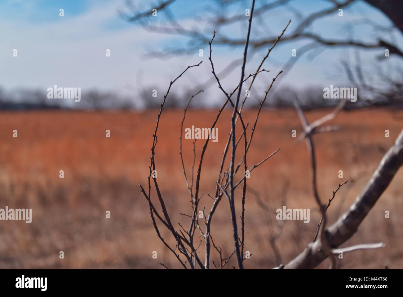 Exploding cattails, with sunny background Stock Photo - Alamy