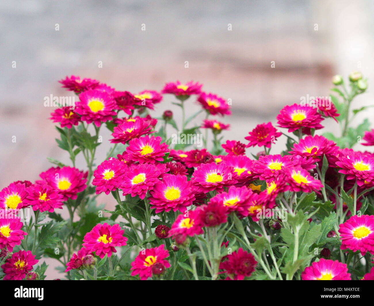 a colorful Aromatic Aster Flower with a natural morning light in the ...